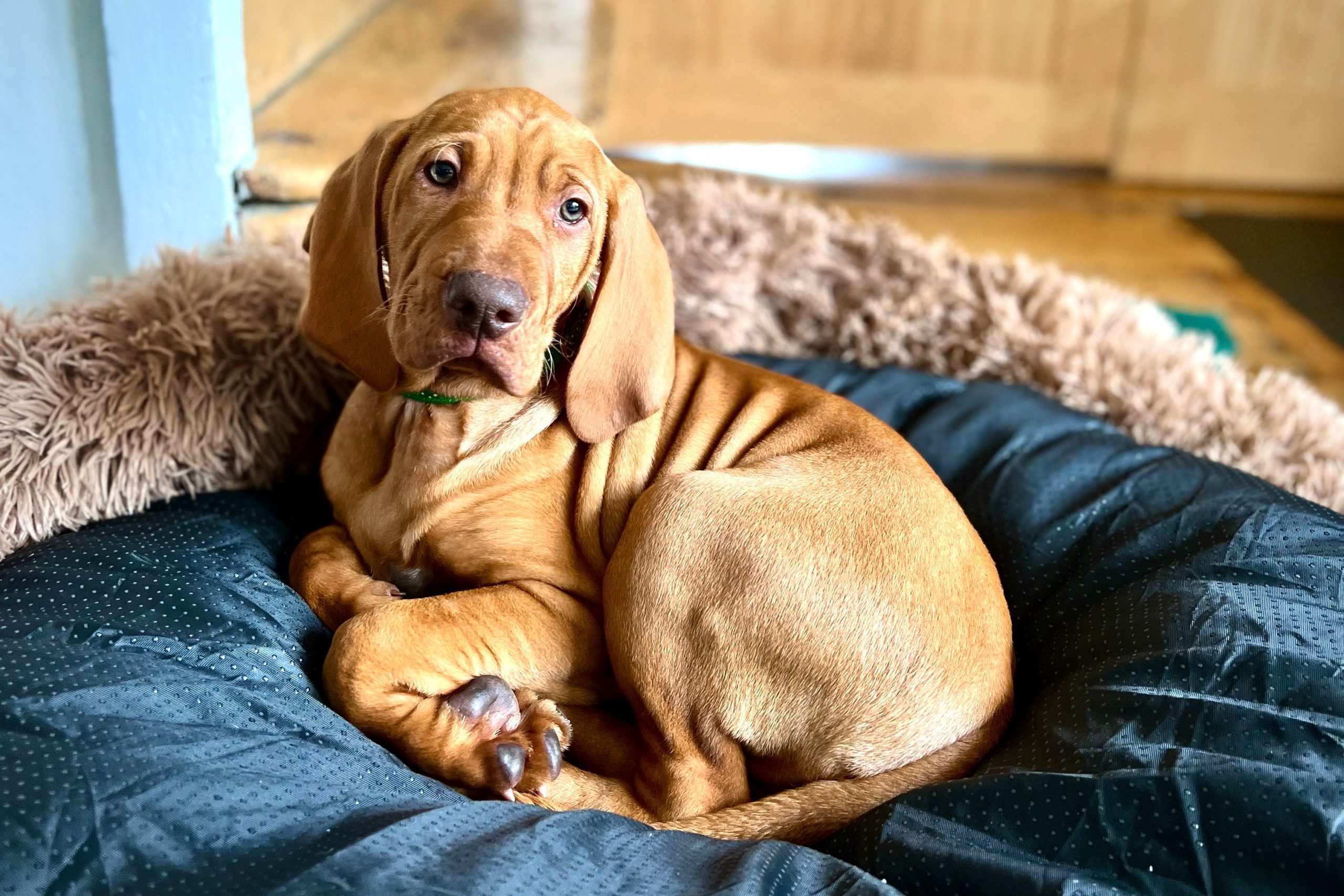 How do I build a "take everywhere" puppy? Socialisation | Forests & Fetch