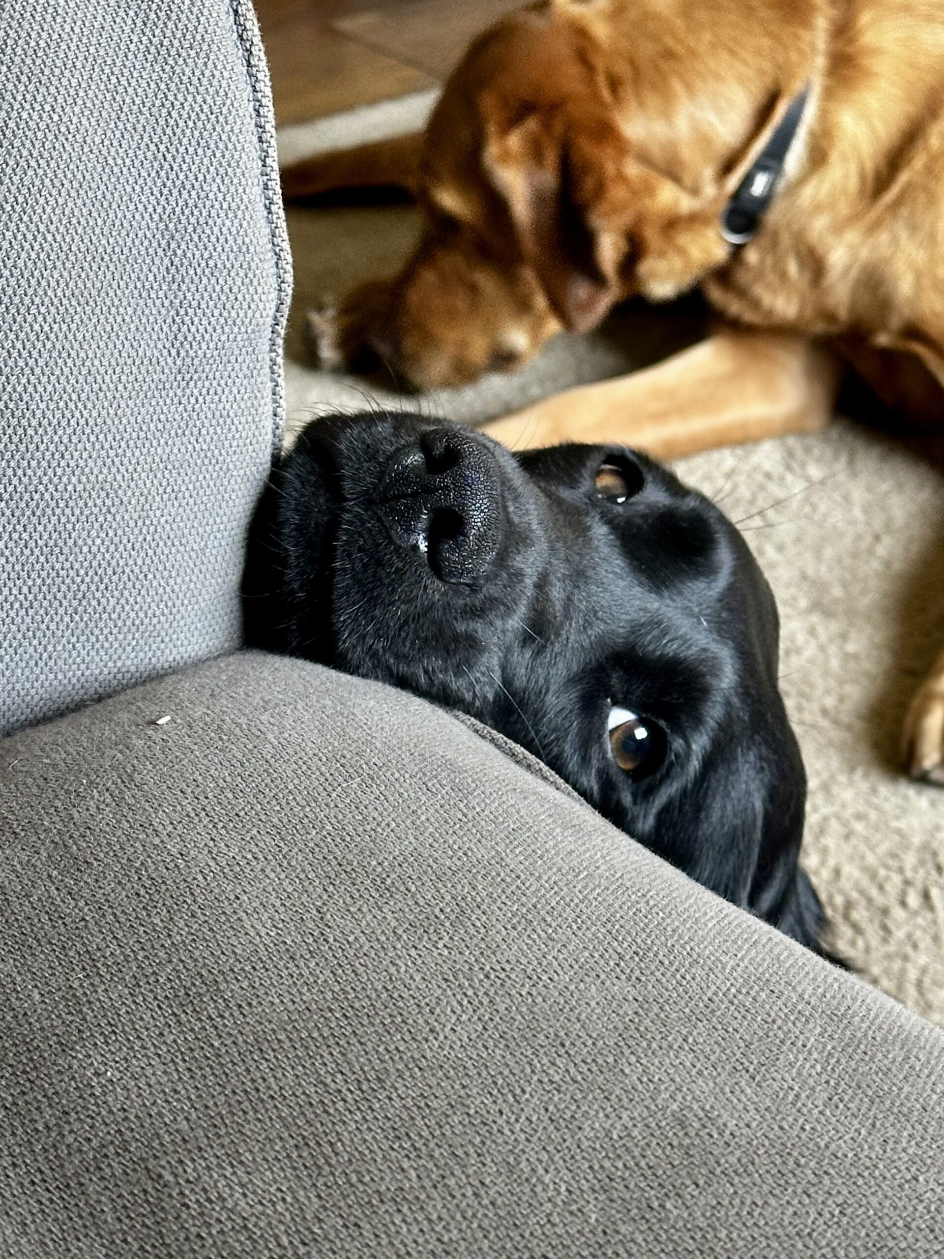 Why is my dog upset when I leave them alone? | Forests & Fetch